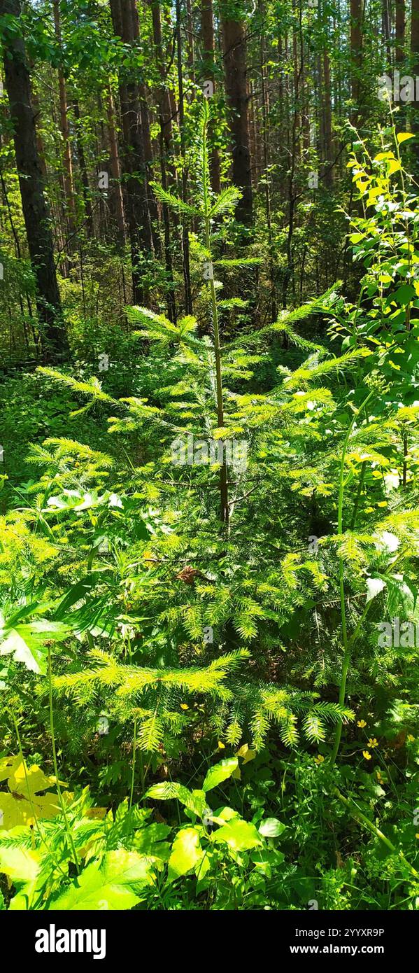 Siberian fir (Abies sibirica Stock Photo - Alamy