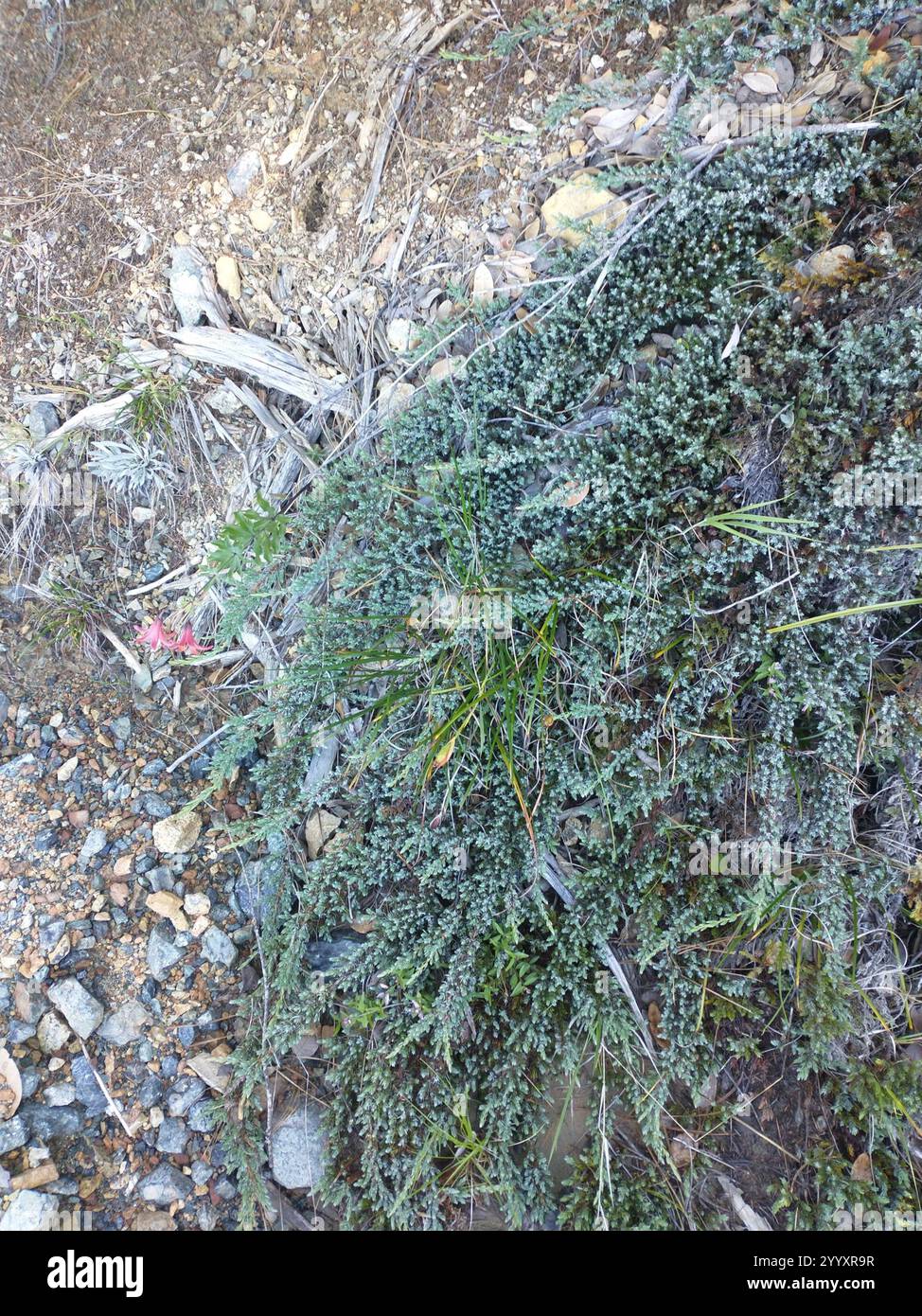 Bolander’s lily hi-res stock photography and images - Alamy