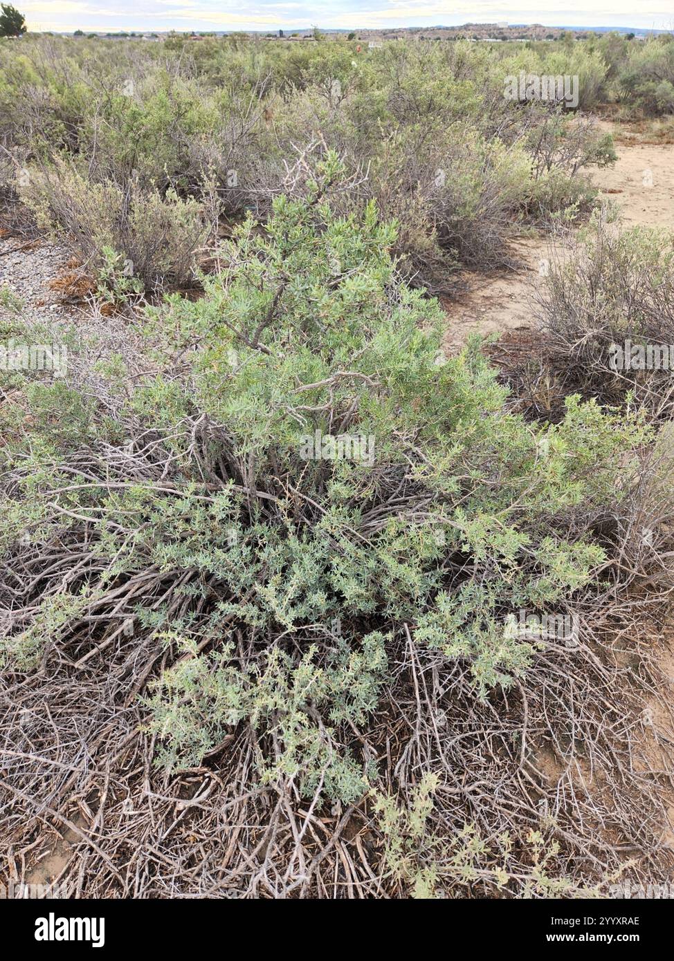 Greasewood (Sarcobatus vermiculatus Stock Photo - Alamy