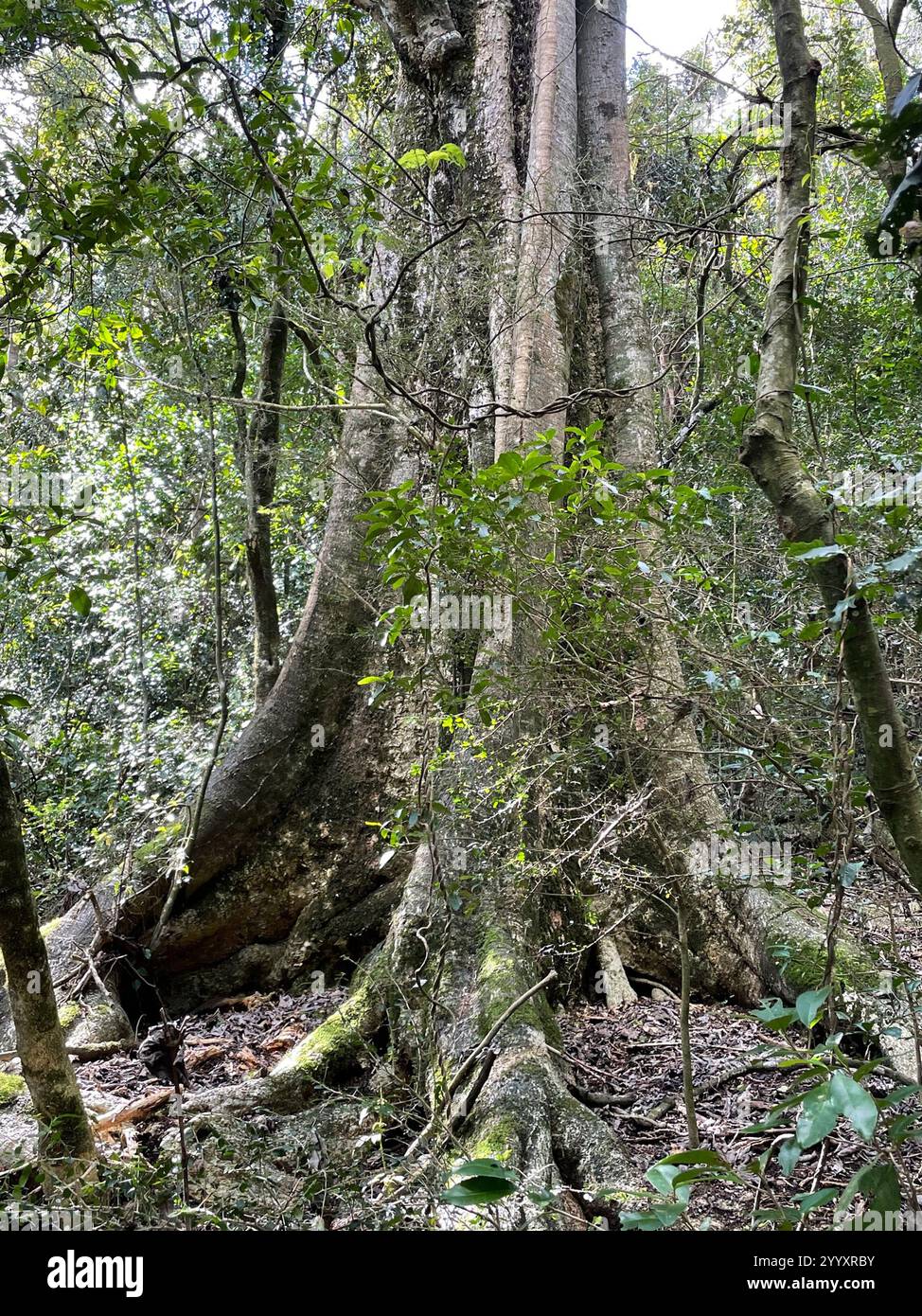 Giant Stinging Tree (Dendrocnide excelsa Stock Photo - Alamy