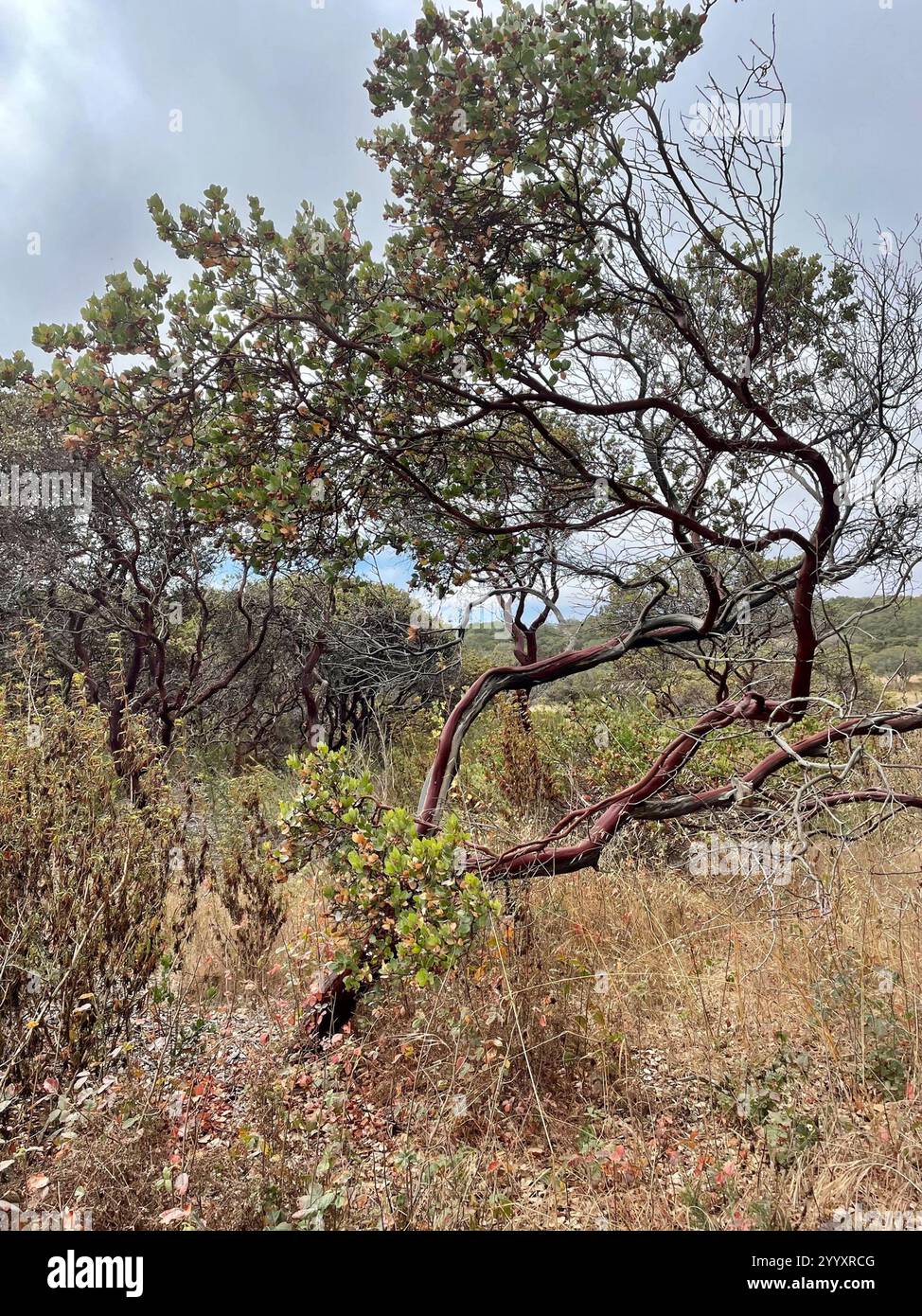 Toro manzanita (Arctostaphylos montereyensis Stock Photo - Alamy