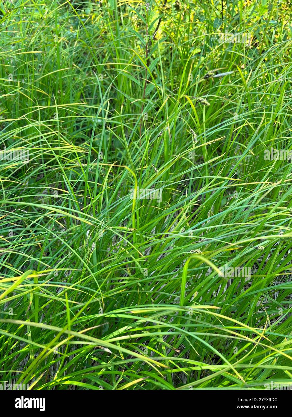 Alaska Large Awn Sedge (Carex macrochaeta Stock Photo - Alamy