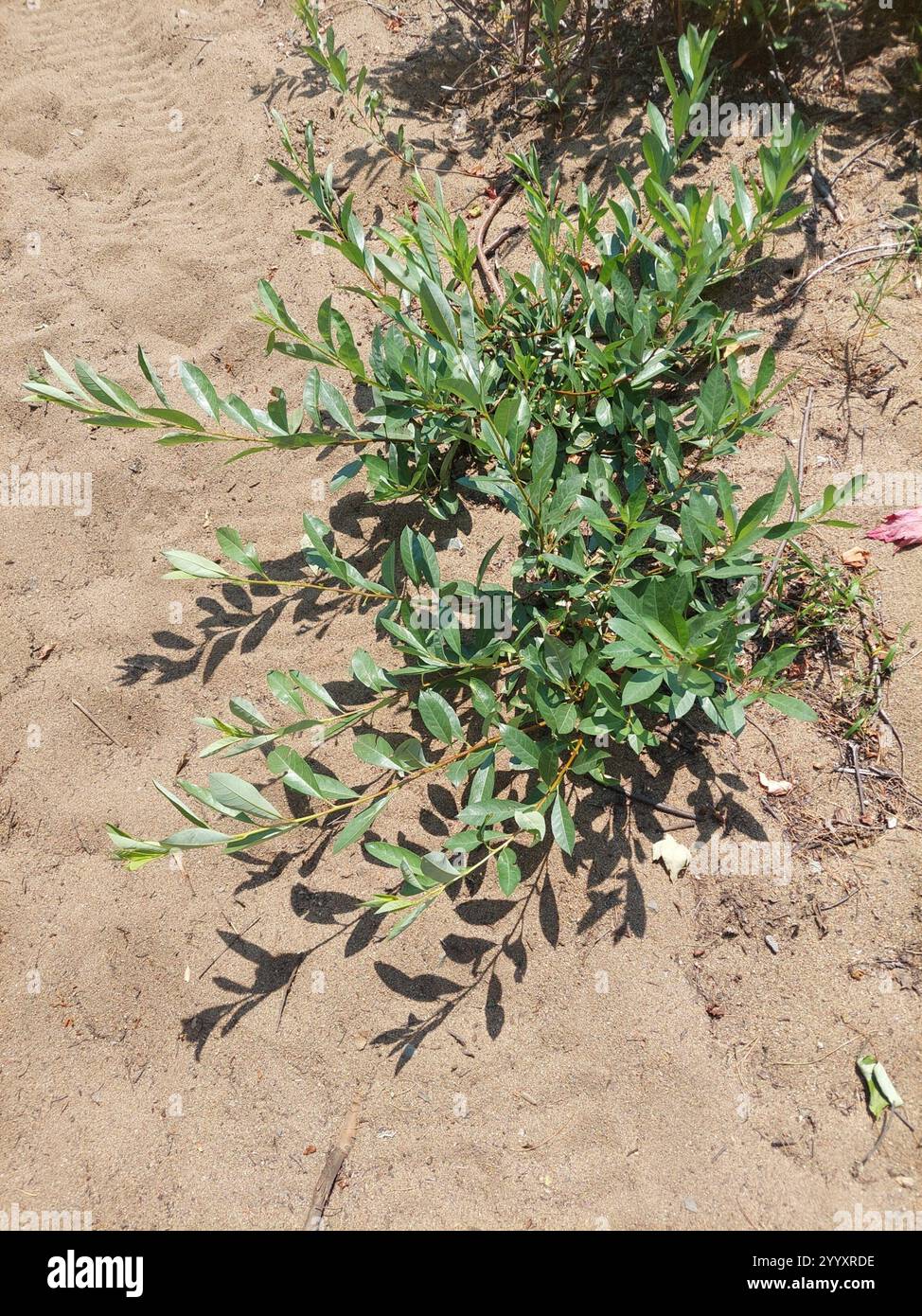 sand cherry (Prunus pumila Stock Photo - Alamy