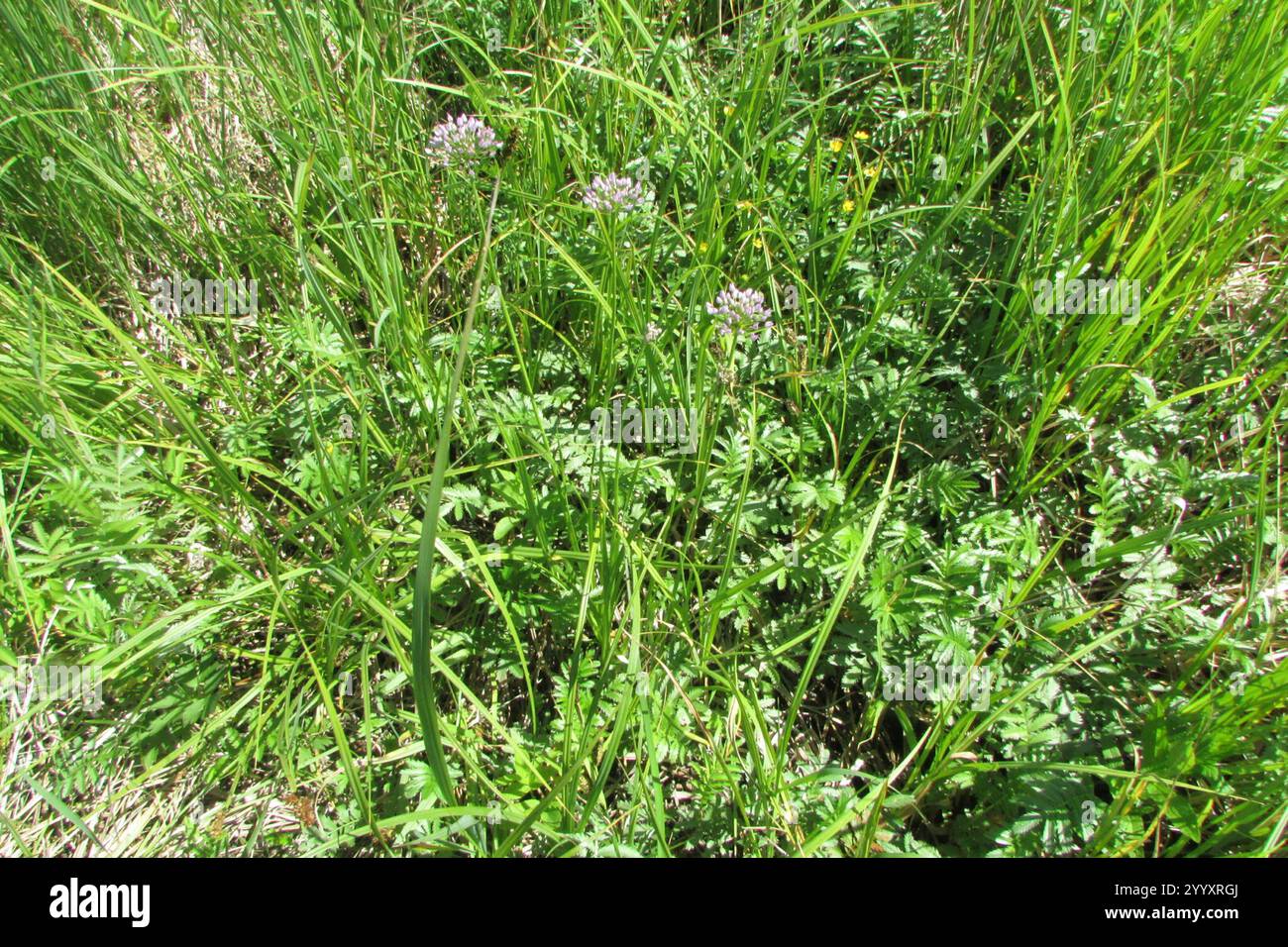 Mouse Garlic (Allium angulosum Stock Photo - Alamy