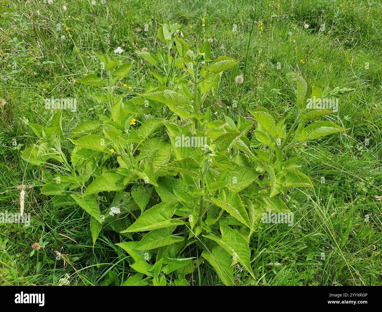 Sticky Sage (Salvia glutinosa Stock Photo - Alamy