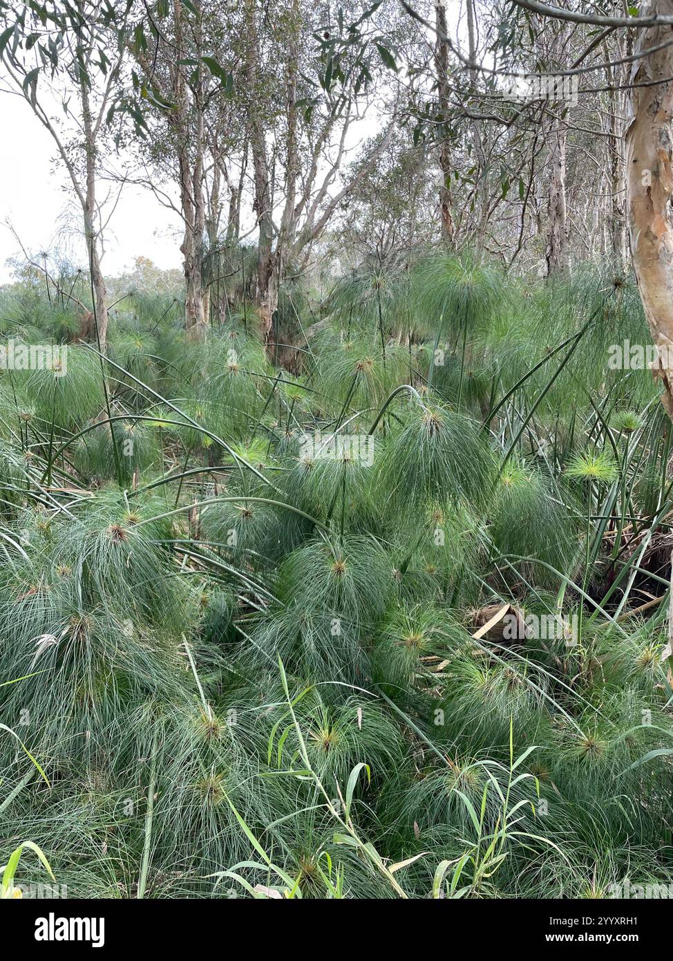 Papyrus sedge (Cyperus papyrus Stock Photo - Alamy