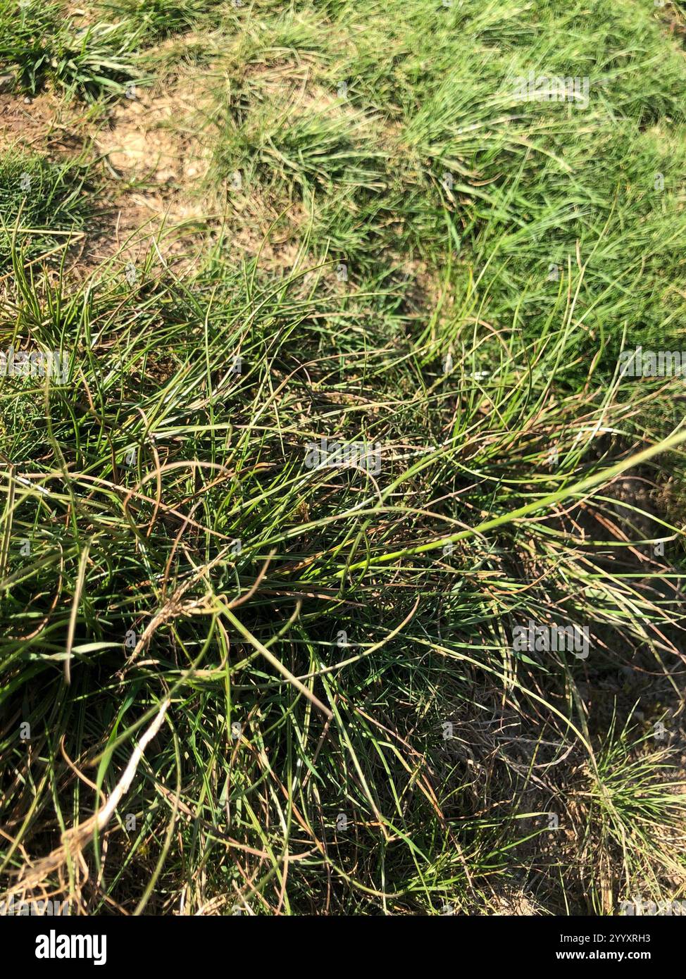 Heath rush juncus squarrosus hi-res stock photography and images - Alamy