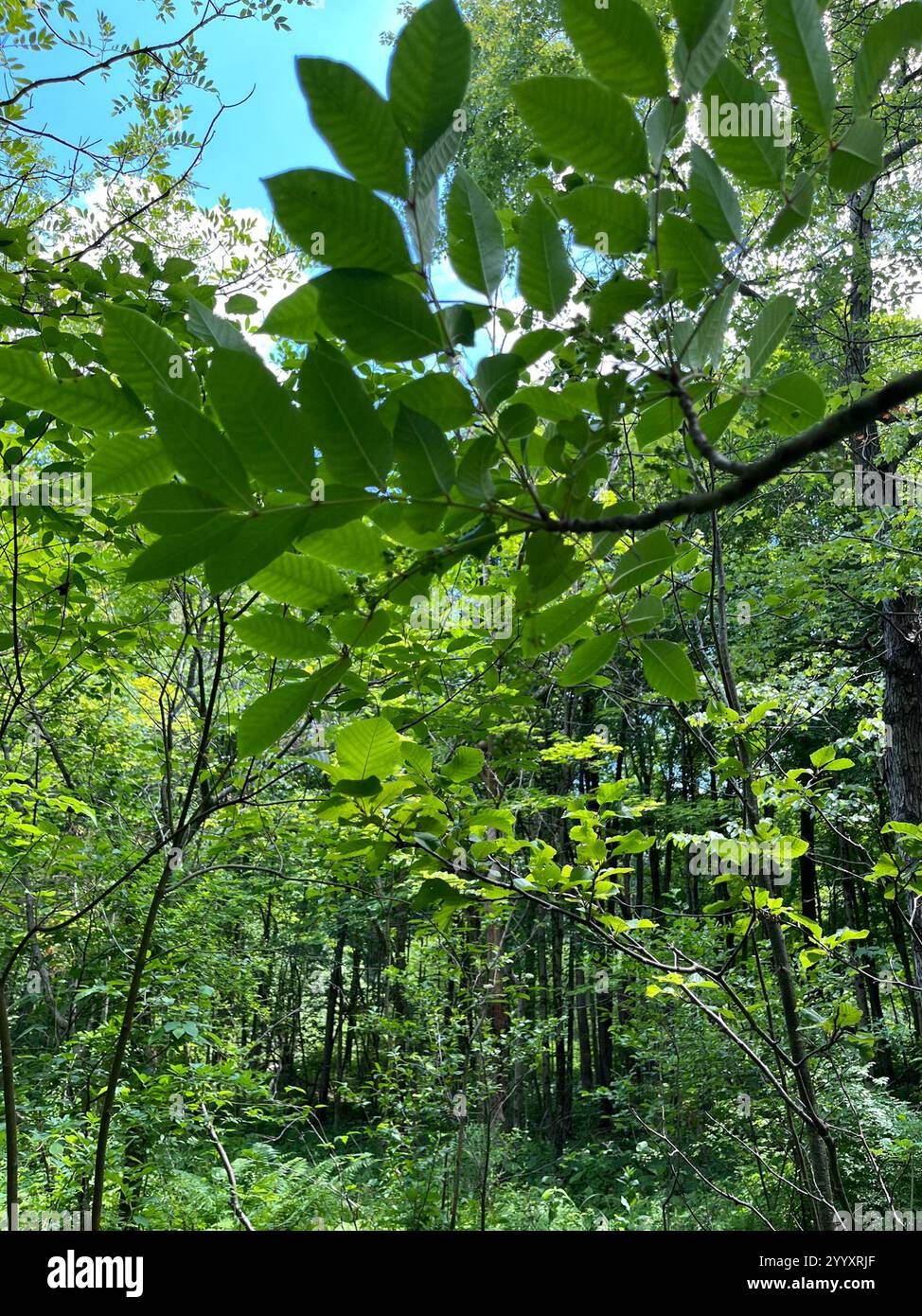 poison sumac (Toxicodendron vernix Stock Photo - Alamy