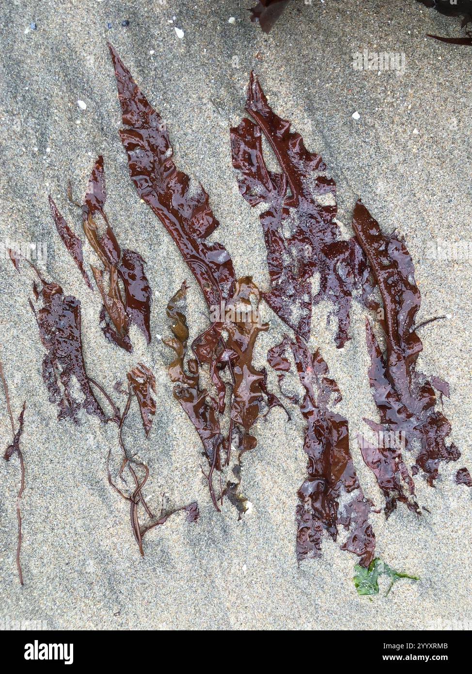 red algae (Rhodophyta Stock Photo - Alamy
