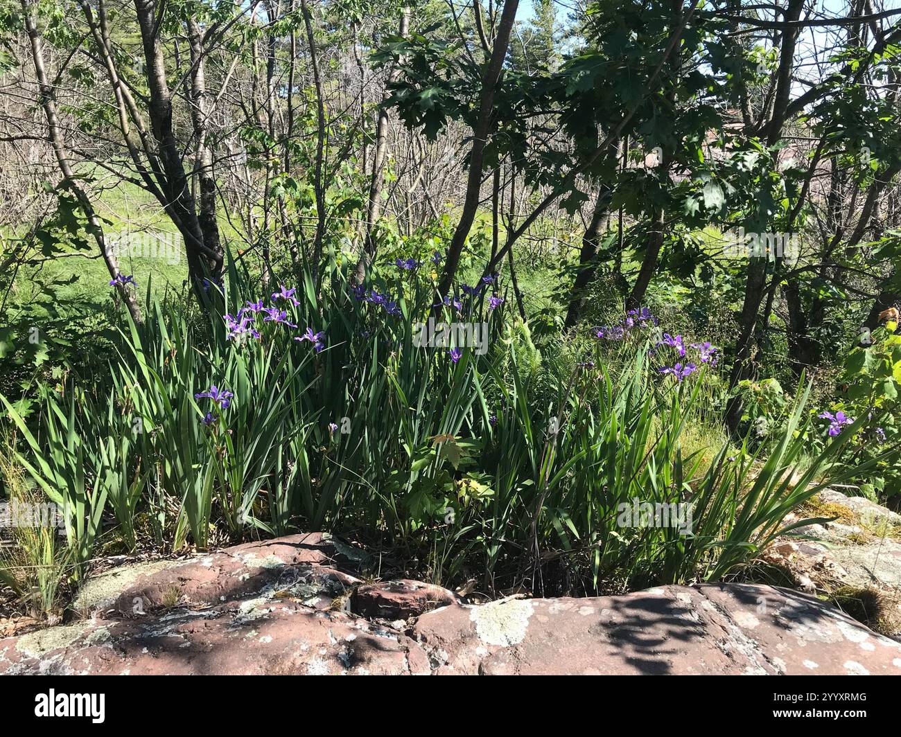 northern blue flag (Iris versicolor Stock Photo - Alamy