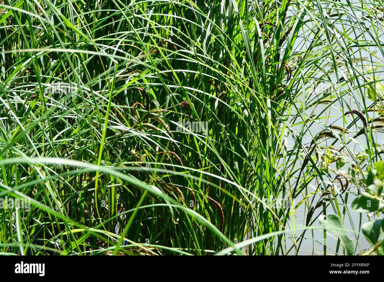 slender tufted-sedge (Carex acuta Stock Photo - Alamy