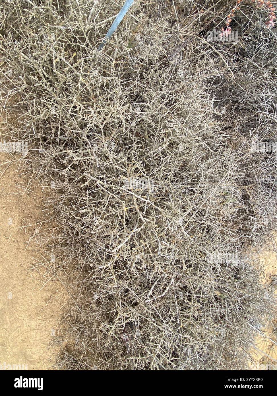 California boxthorn (Lycium californicum Stock Photo - Alamy