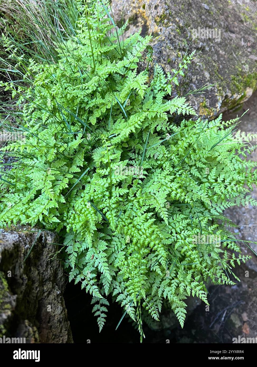 brittle bladderfern (Cystopteris fragilis Stock Photo - Alamy
