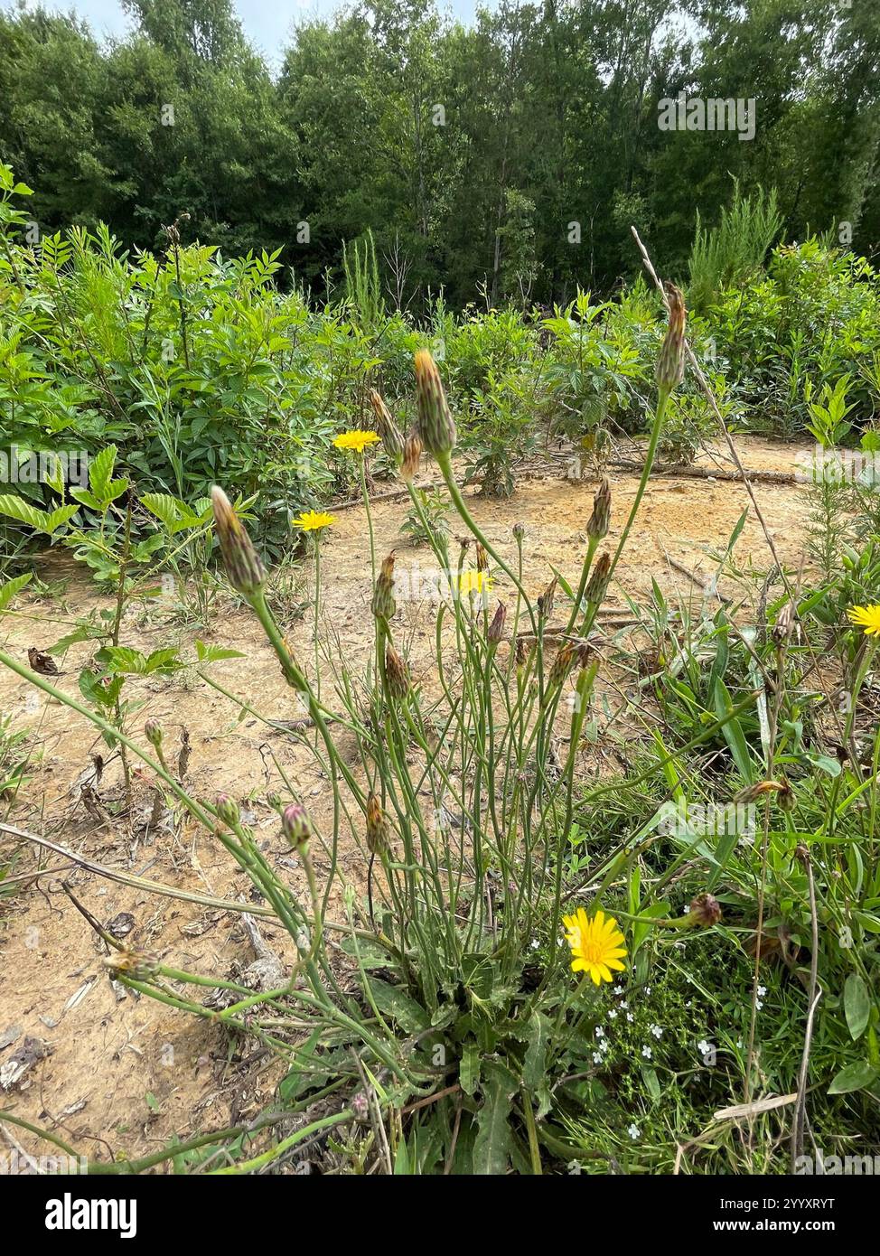 Common Cat's-ear (Hypochaeris radicata Stock Photo - Alamy