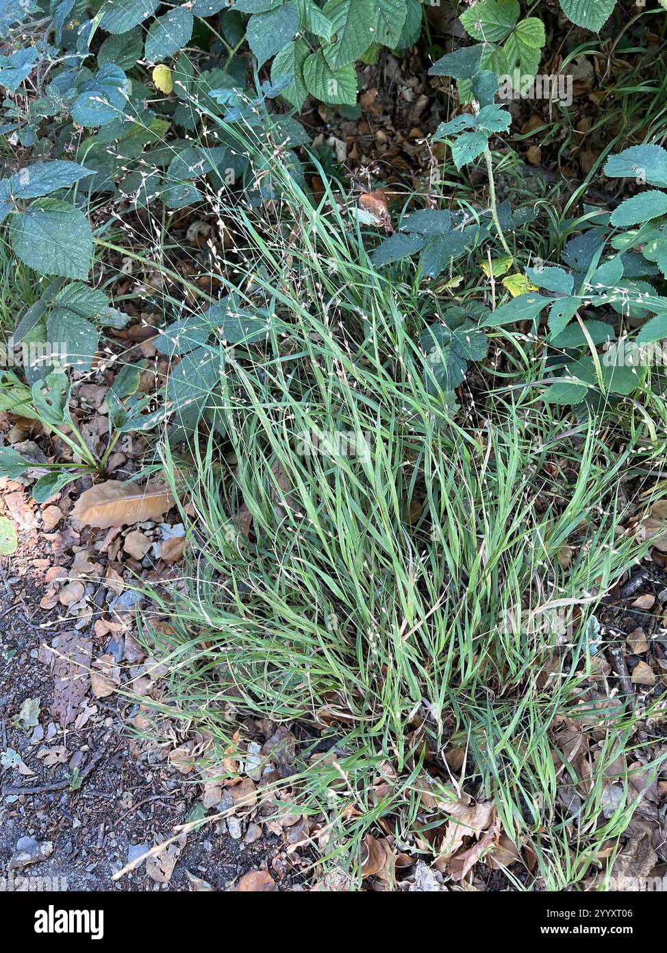 Melica uniflora hi-res stock photography and images - Alamy
