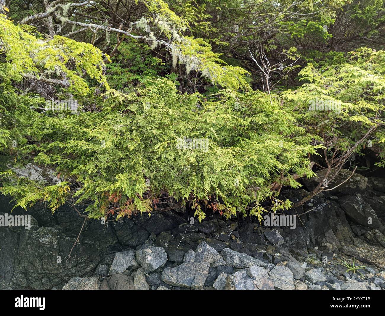 Alaska yellow cedar (Callitropsis nootkatensis Stock Photo - Alamy