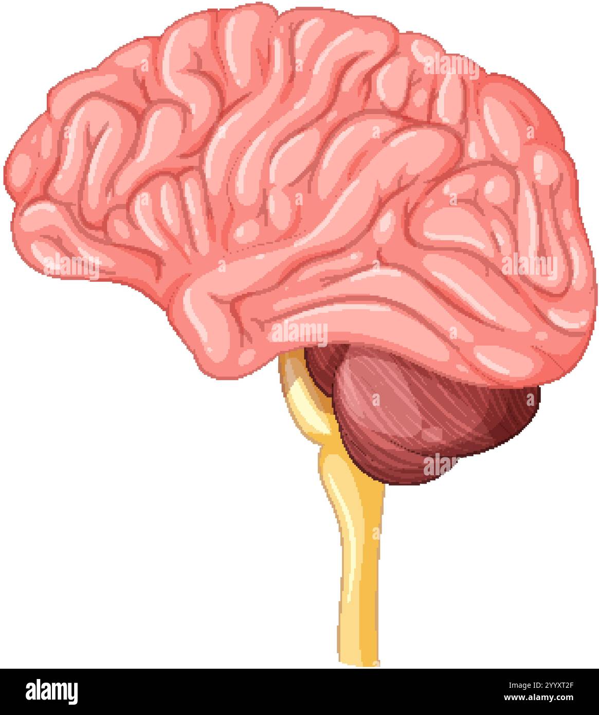 Detailed illustration of the human brain anatomy Stock Vector Image ...