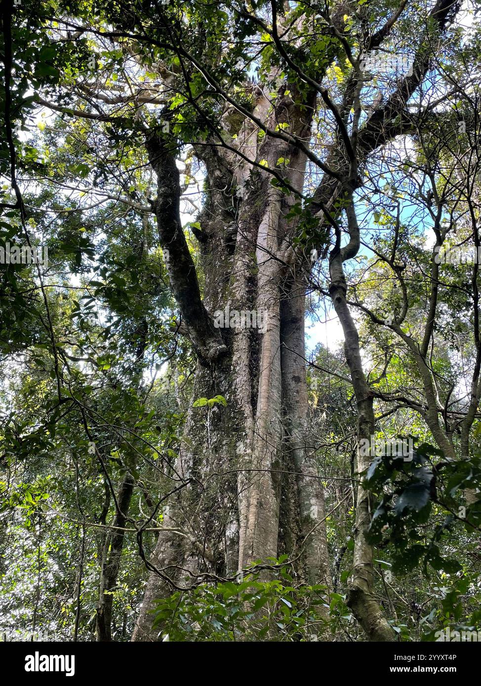 Giant Stinging Tree (Dendrocnide excelsa Stock Photo - Alamy
