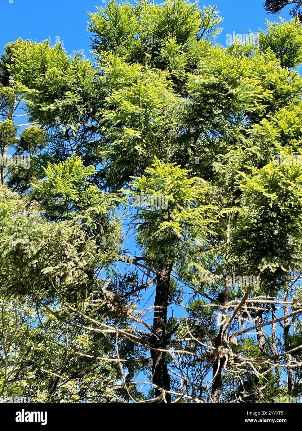 Hoop pine (Araucaria cunninghamii Stock Photo - Alamy