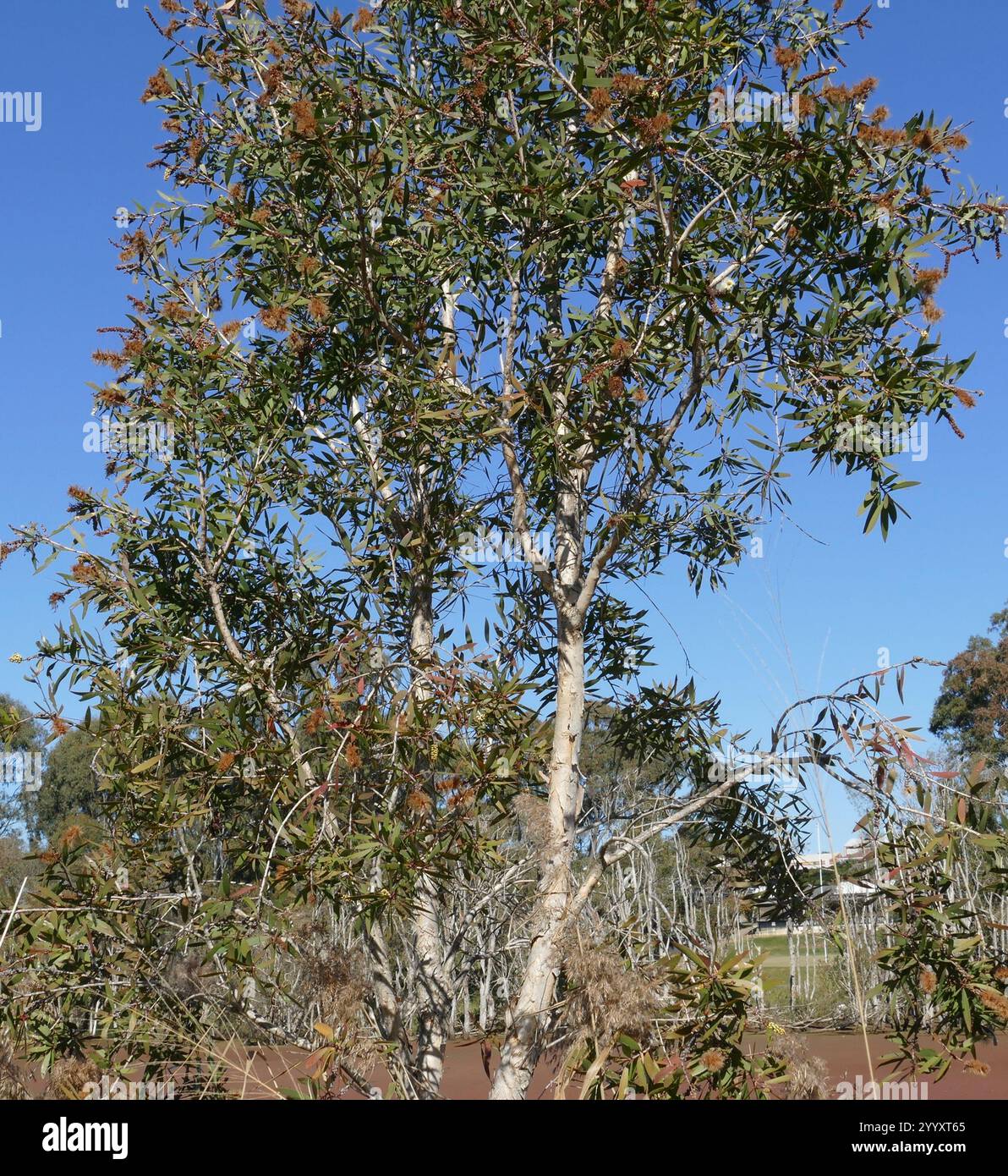 Broad-leaved paperbark (Melaleuca quinquenervia Stock Photo - Alamy
