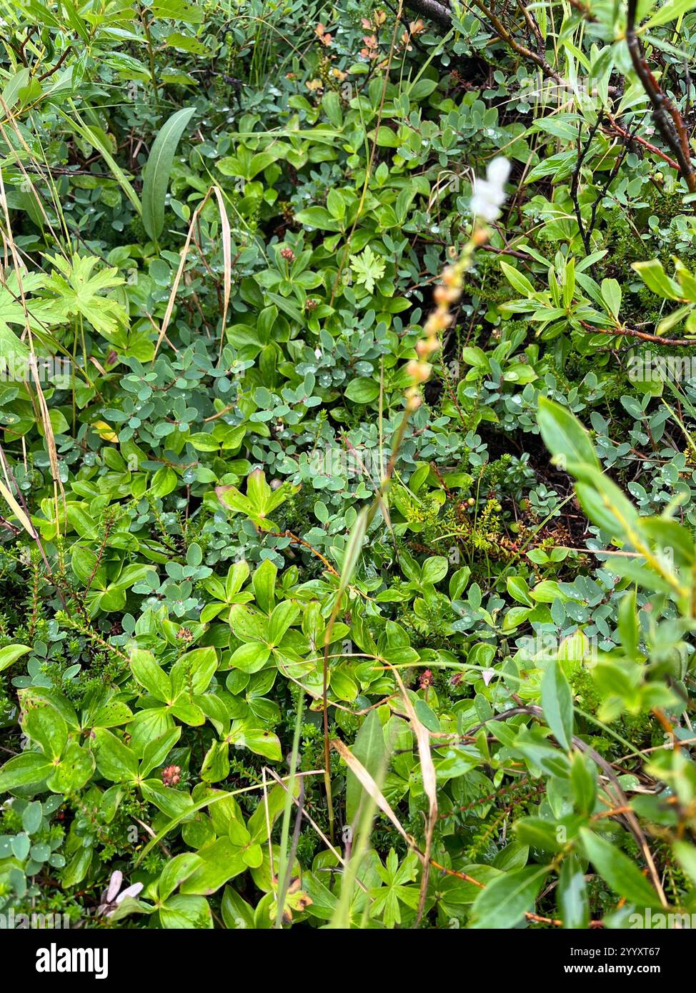 alpine bistort (Bistorta vivipara Stock Photo - Alamy