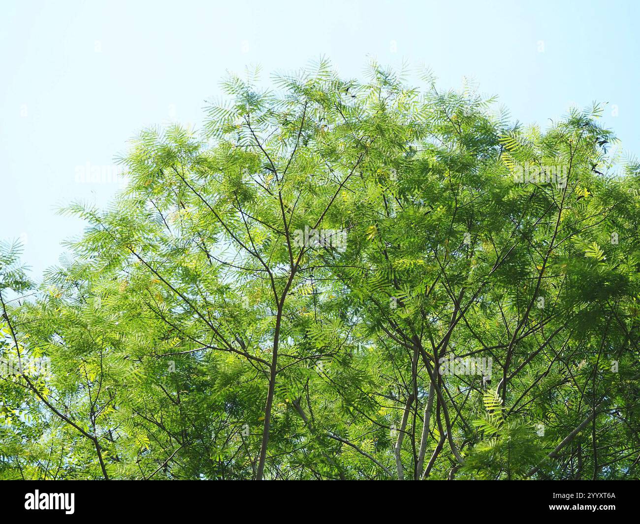 Molucca Albizia (Falcataria falcata Stock Photo - Alamy