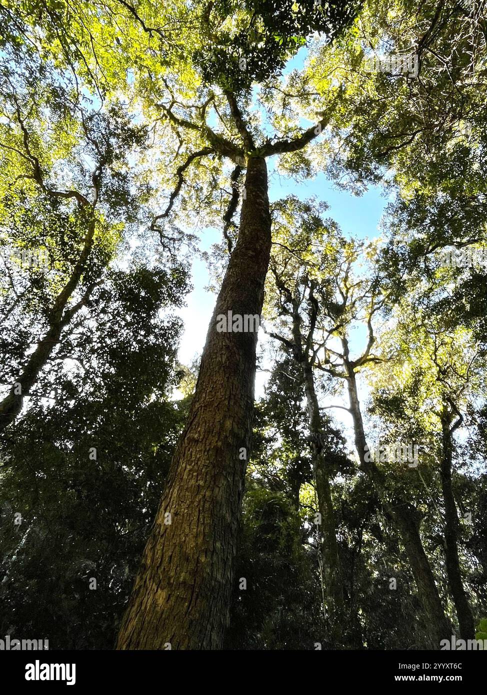 Australian Red Cedar (Toona ciliata Stock Photo - Alamy