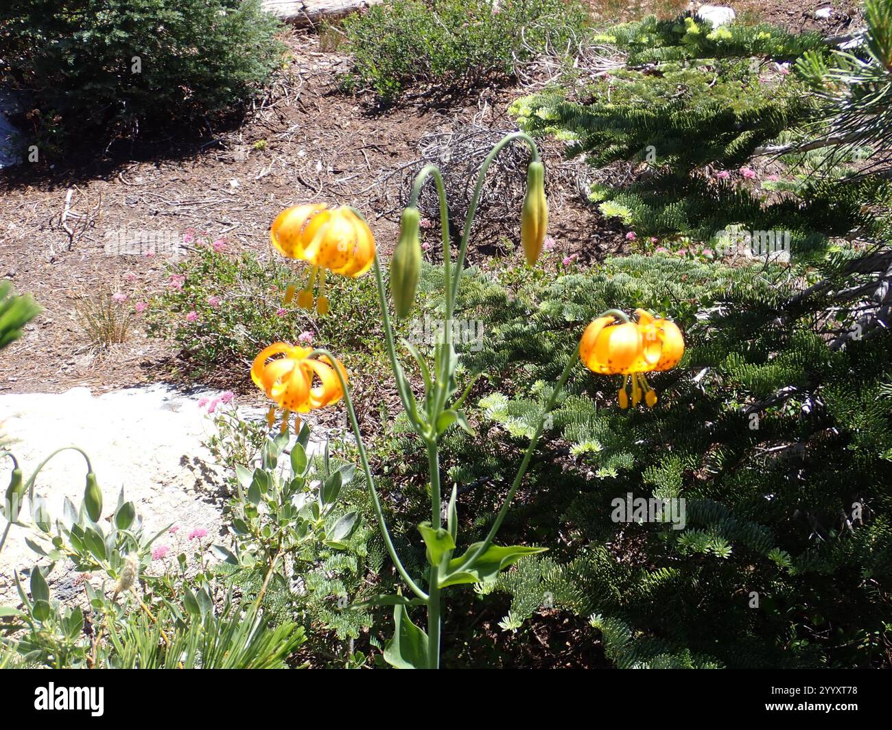 Leopard Lily (Lilium pardalinum Stock Photo - Alamy