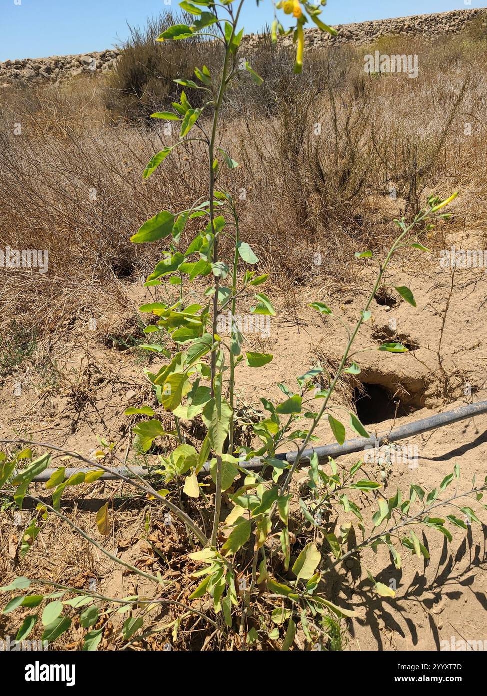 tree tobacco (Nicotiana glauca Stock Photo - Alamy