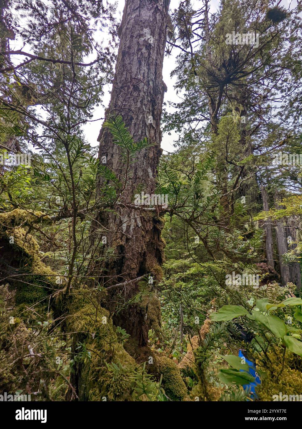 Pacific yew (Taxus brevifolia Stock Photo - Alamy