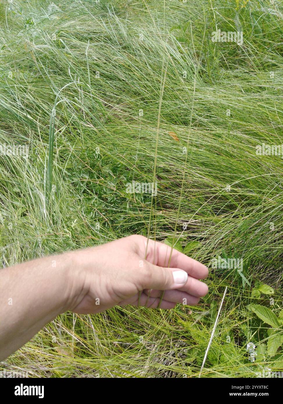 Horsetail Feather Grass (Stipa tirsa Stock Photo - Alamy
