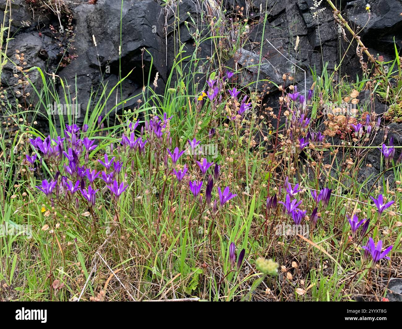 crown brodiaea (Brodiaea coronaria Stock Photo - Alamy