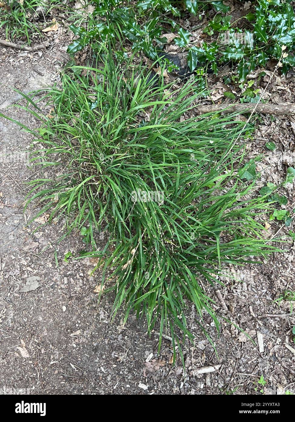 Melica uniflora hi-res stock photography and images - Alamy