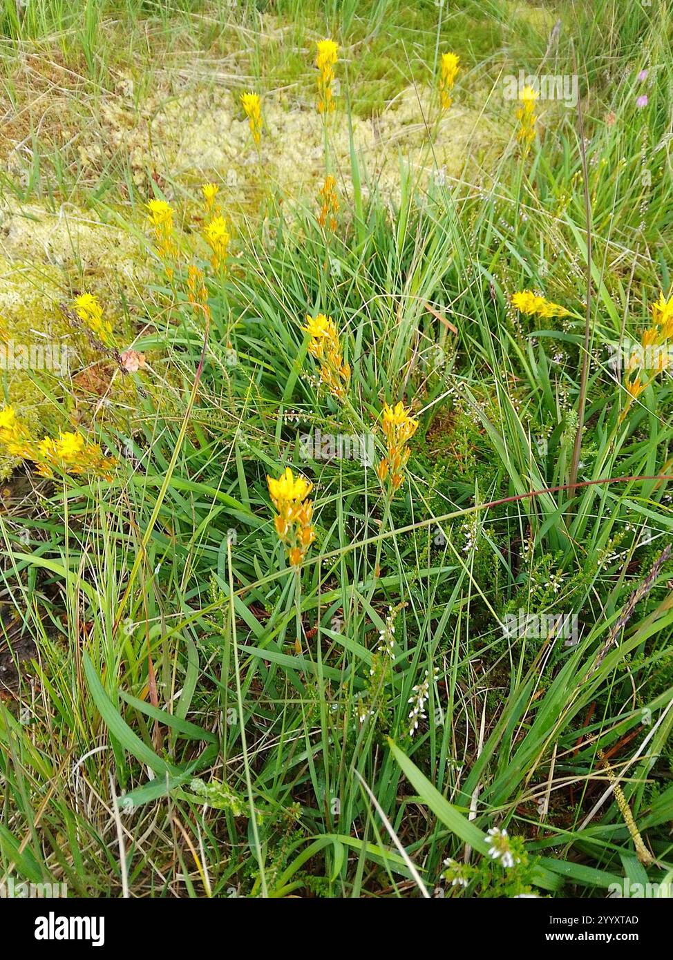 bog asphodel (Narthecium ossifragum Stock Photo - Alamy