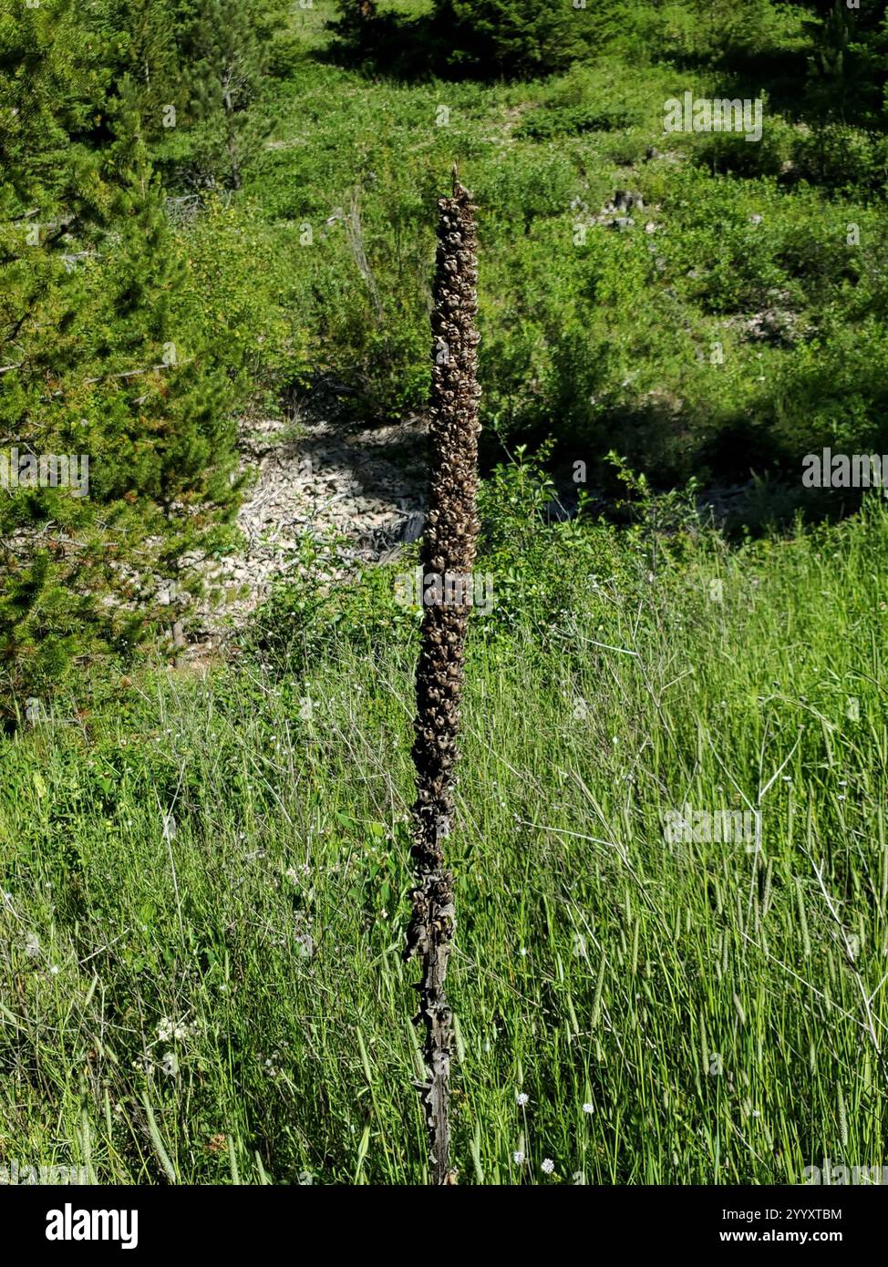 great mullein (Verbascum thapsus Stock Photo - Alamy