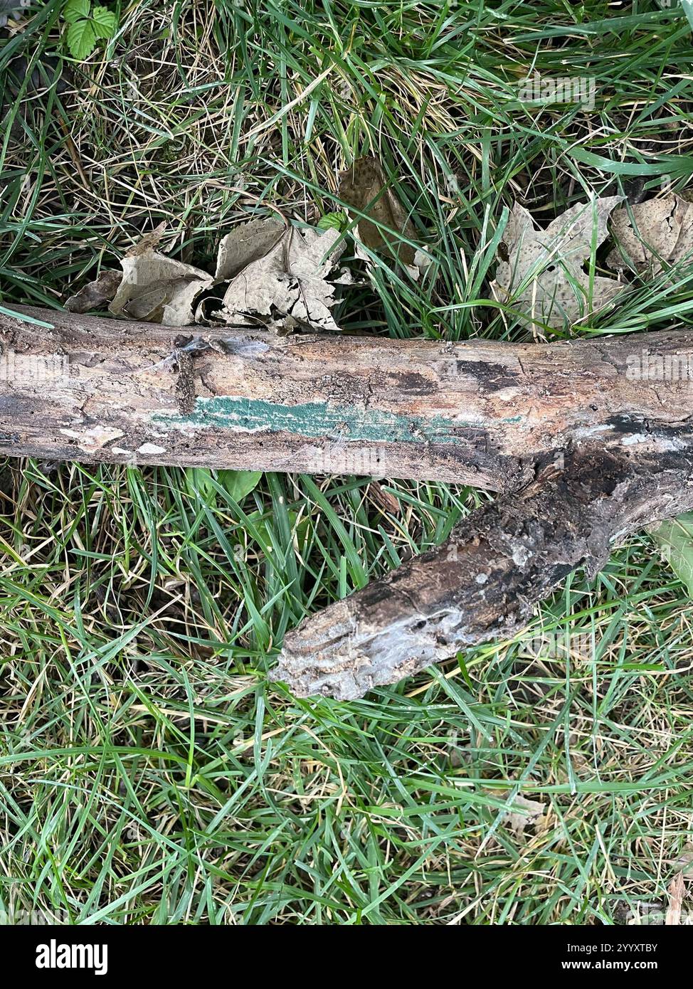 Trichoderma hi-res stock photography and images - Alamy