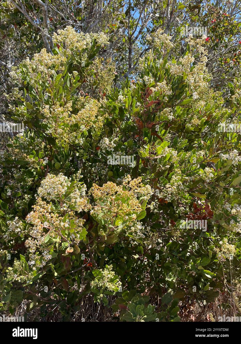 Toyon (Heteromeles arbutifolia Stock Photo - Alamy