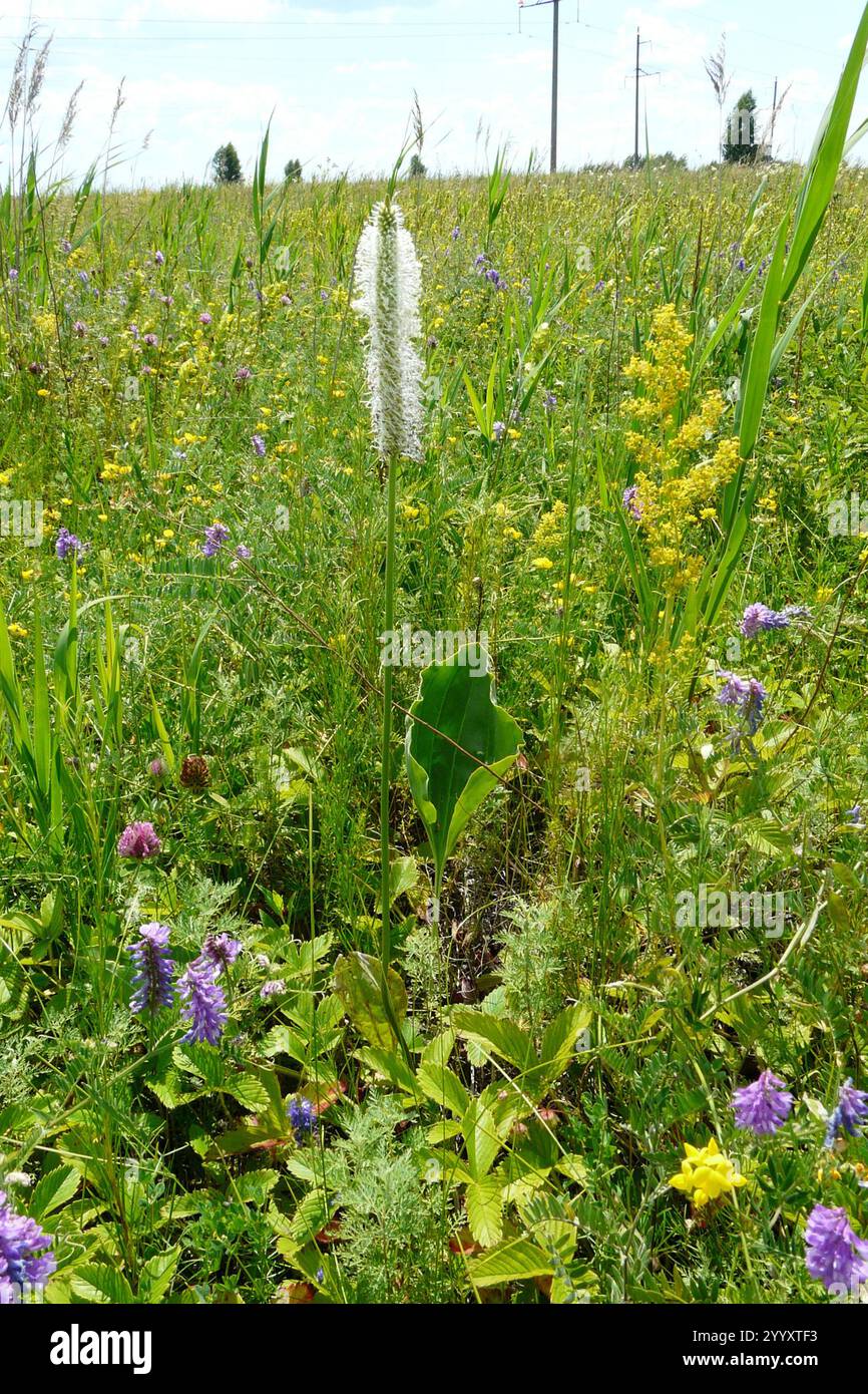Plantago maxima hi-res stock photography and images - Alamy