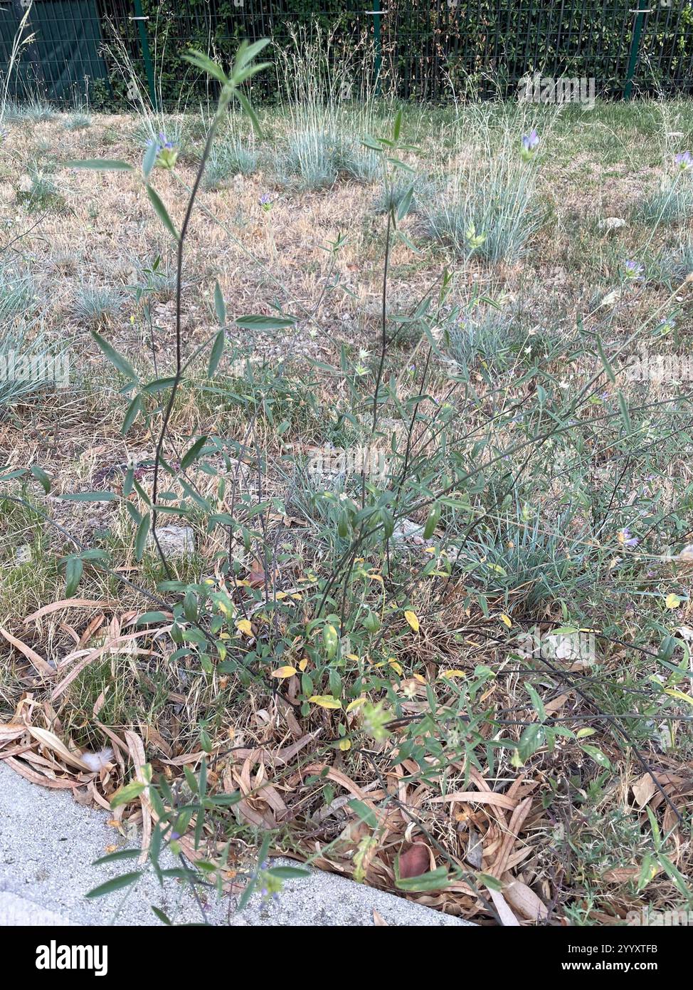 arabian pea (Bituminaria bituminosa Stock Photo - Alamy