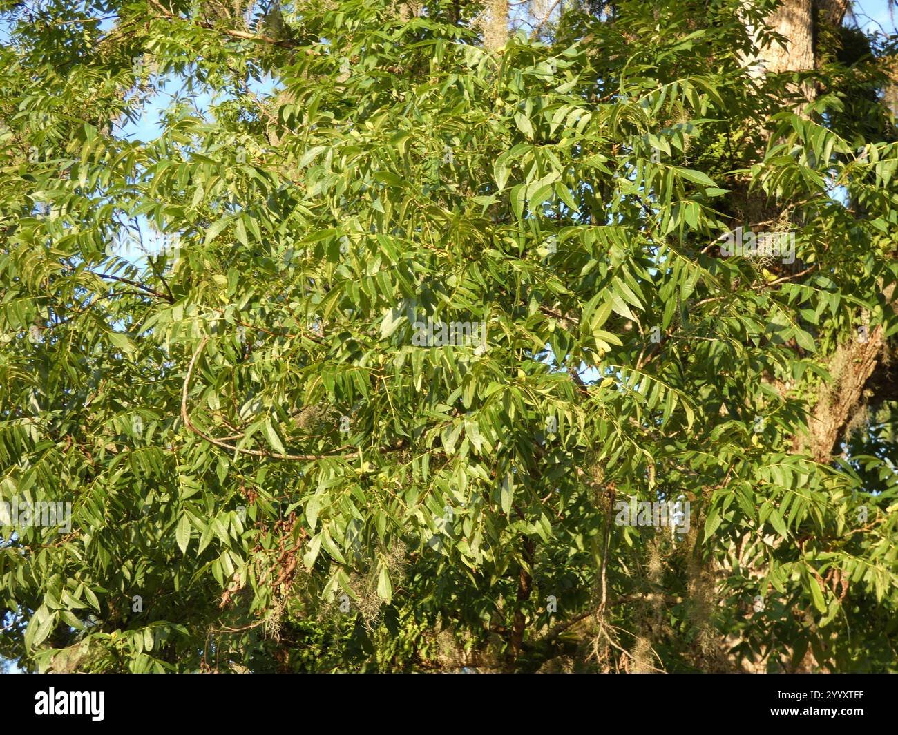 pecan (Carya illinoinensis Stock Photo - Alamy