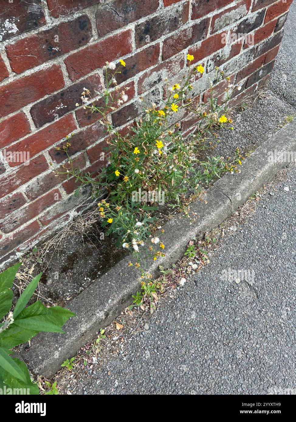 Oxford Ragwort (Senecio squalidus Stock Photo - Alamy