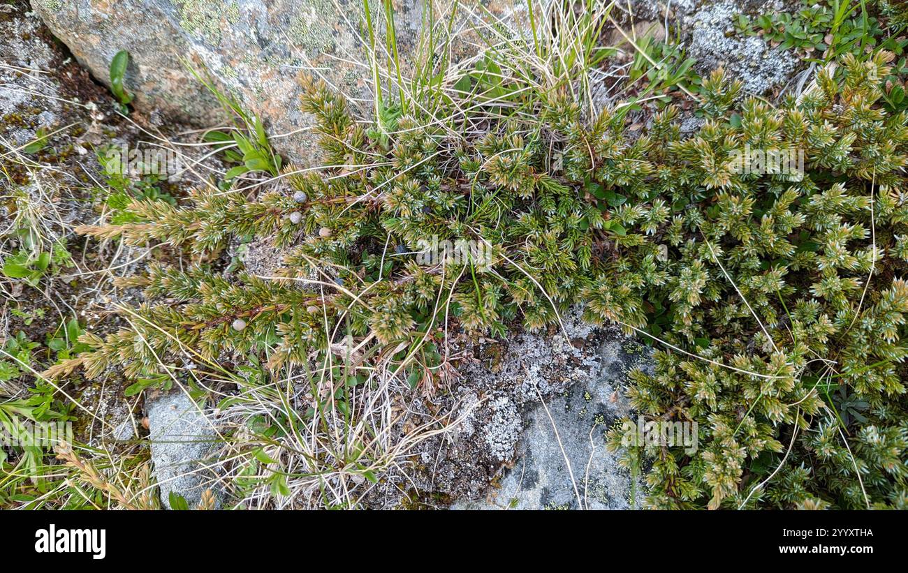 common juniper (Juniperus communis Stock Photo - Alamy