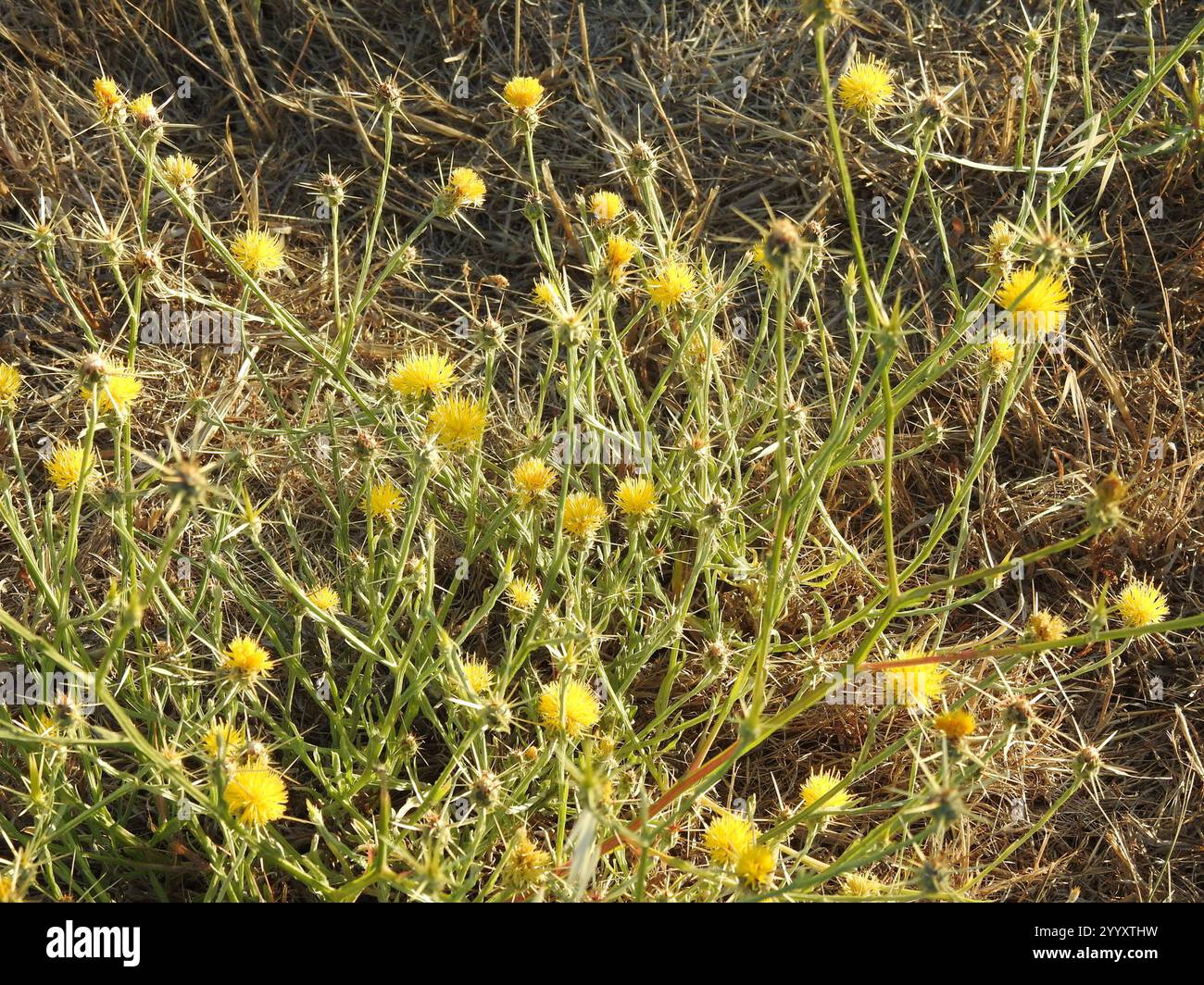 Yellow Star-Thistle (Centaurea solstitialis Stock Photo - Alamy