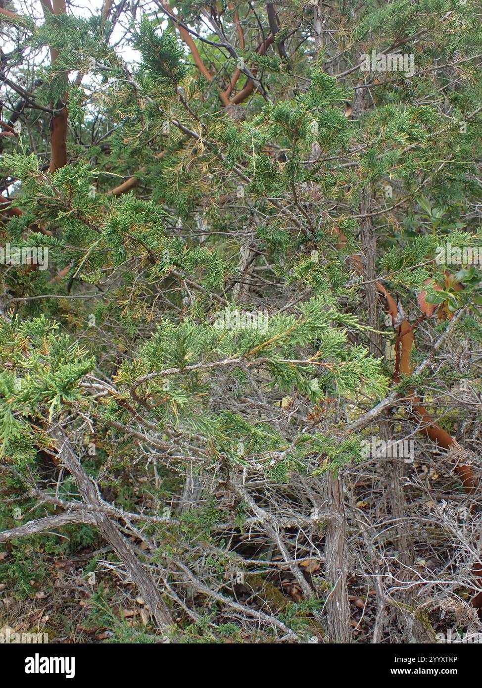 Seaside Juniper (Juniperus maritima Stock Photo - Alamy
