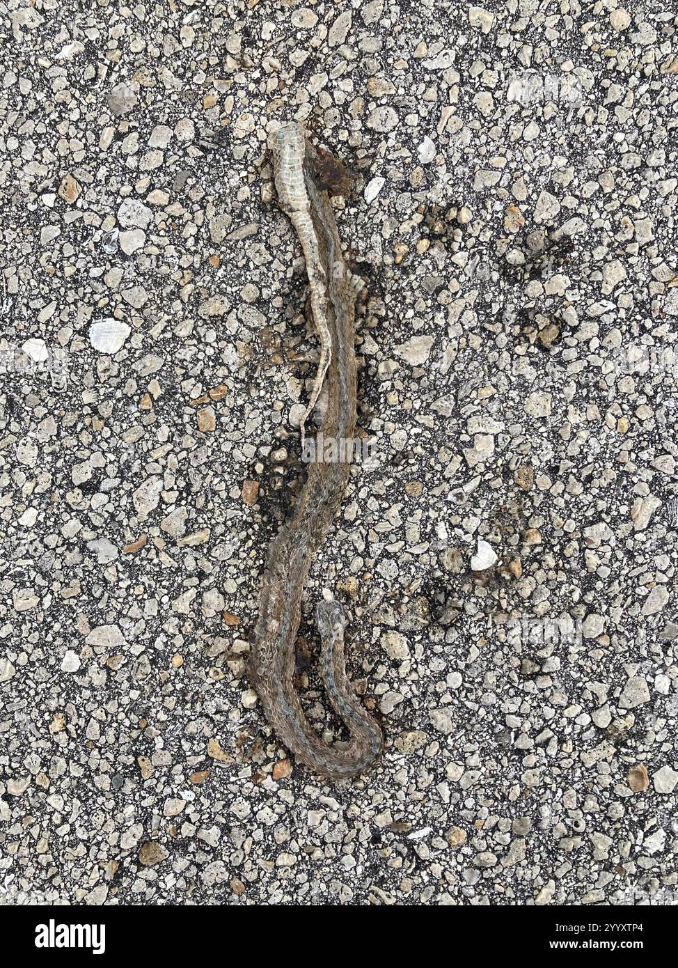 Florida Brownsnake (Storeria victa Stock Photo - Alamy