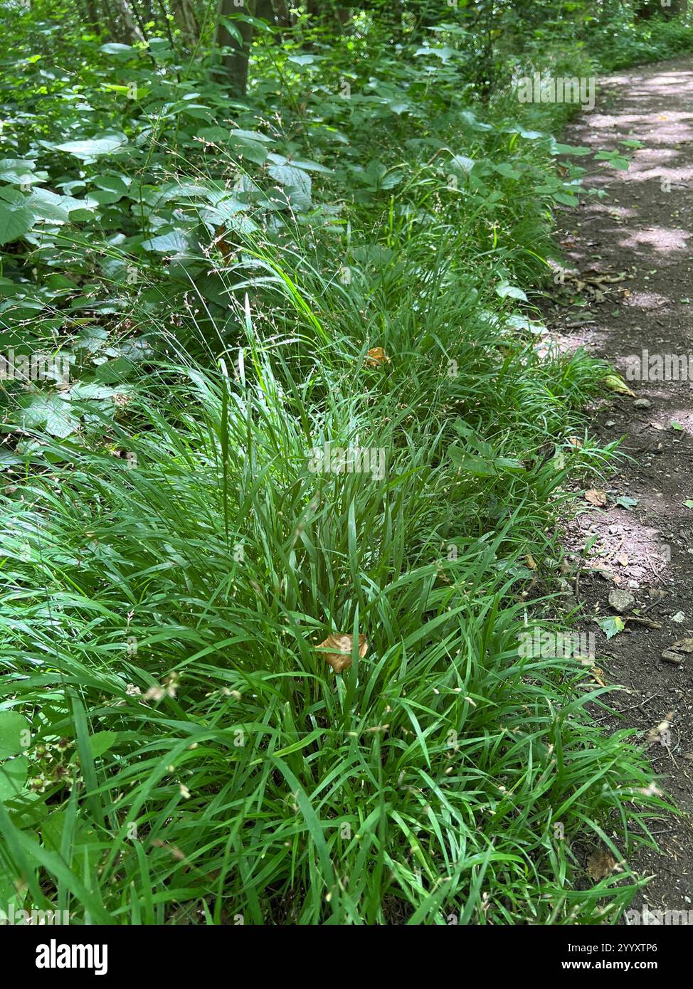 Wood Melick (Melica uniflora Stock Photo - Alamy