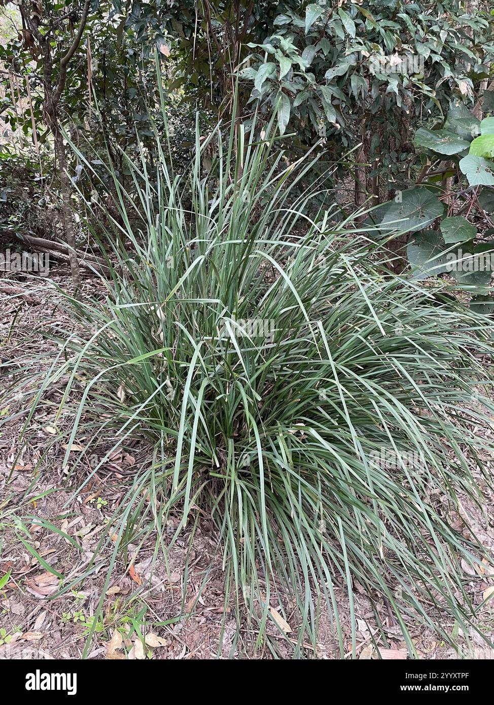 Spiny-headed Mat-rush (Lomandra longifolia Stock Photo - Alamy