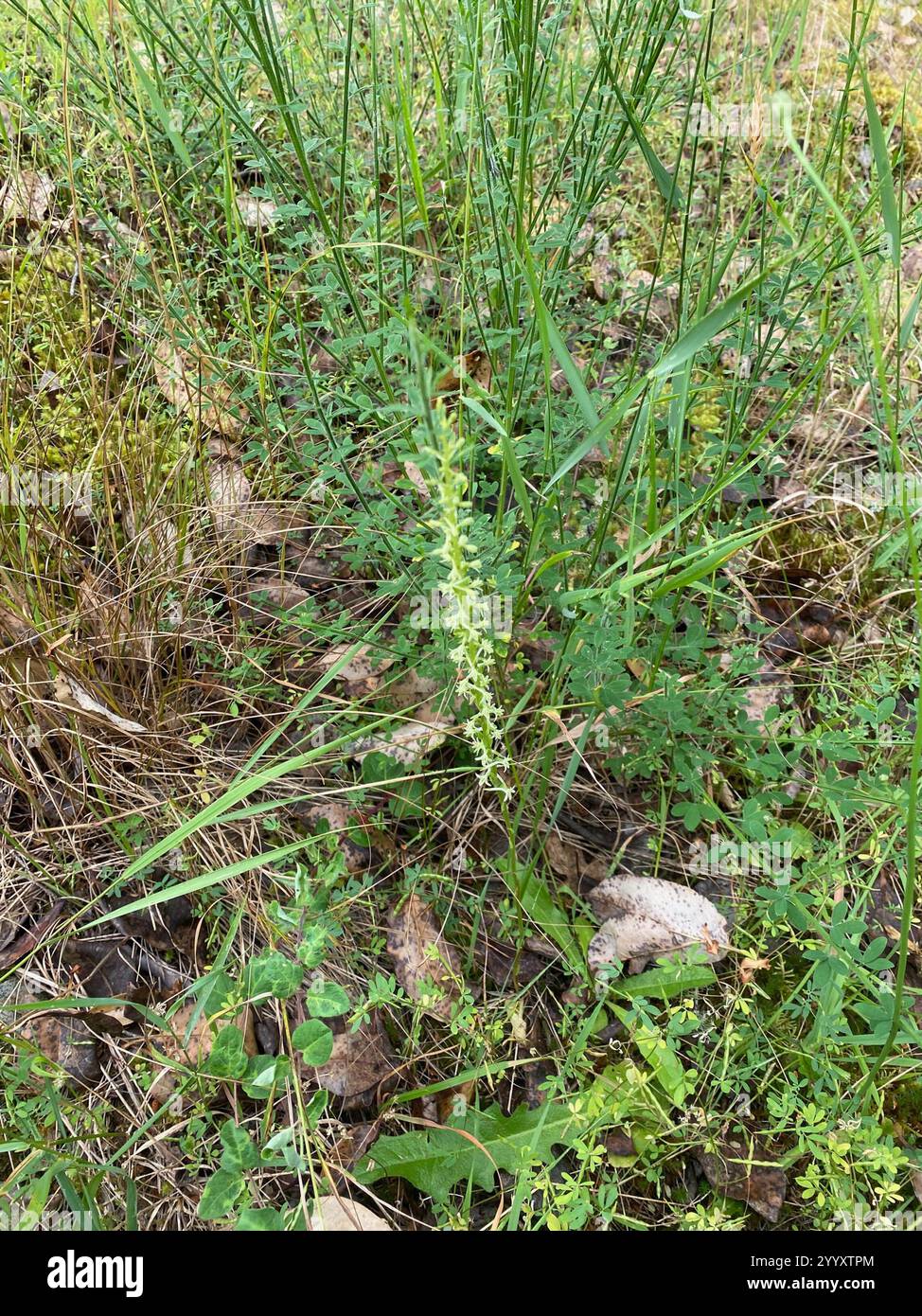 Flat Spurred Piperia (Platanthera transversa Stock Photo - Alamy