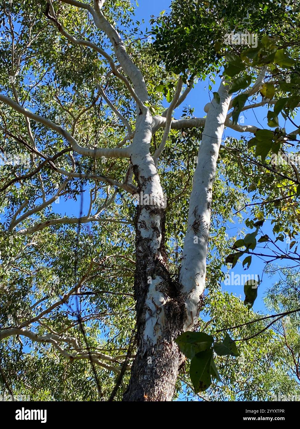 Darwin Woollybutt (Eucalyptus miniata Stock Photo - Alamy