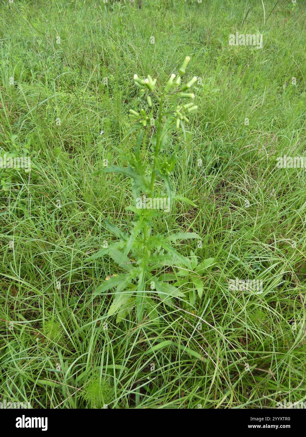 American burnweed (Erechtites hieraciifolius Stock Photo - Alamy